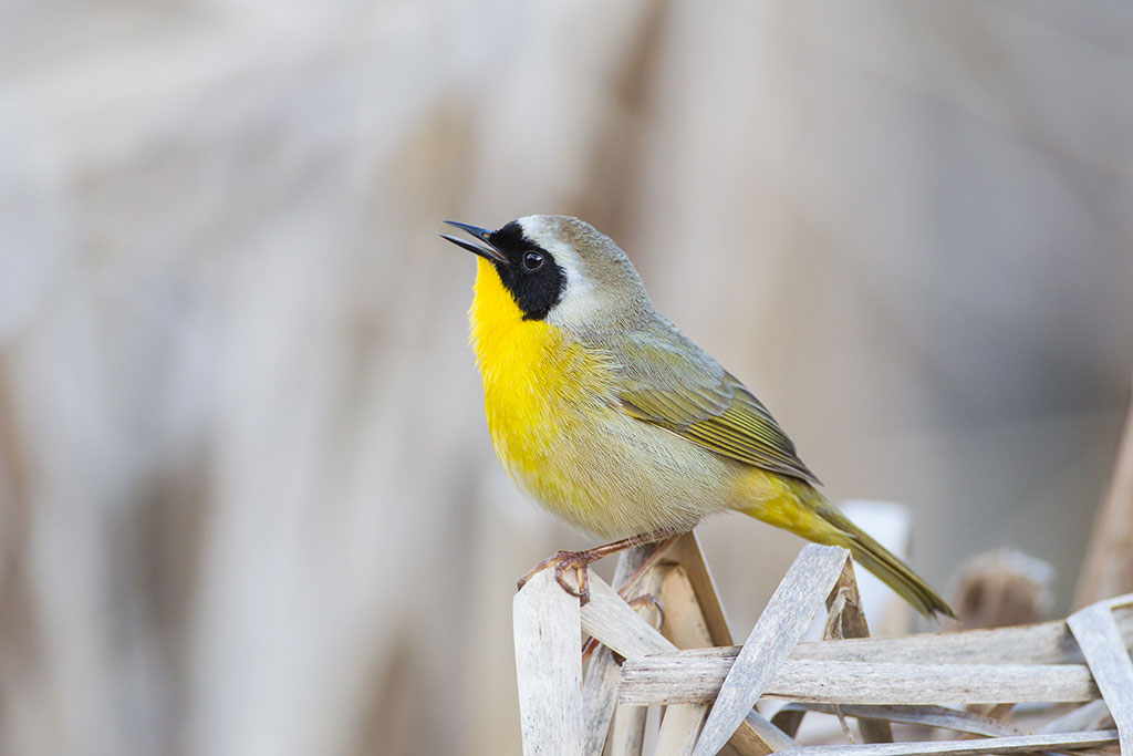 See the harbingers of spring