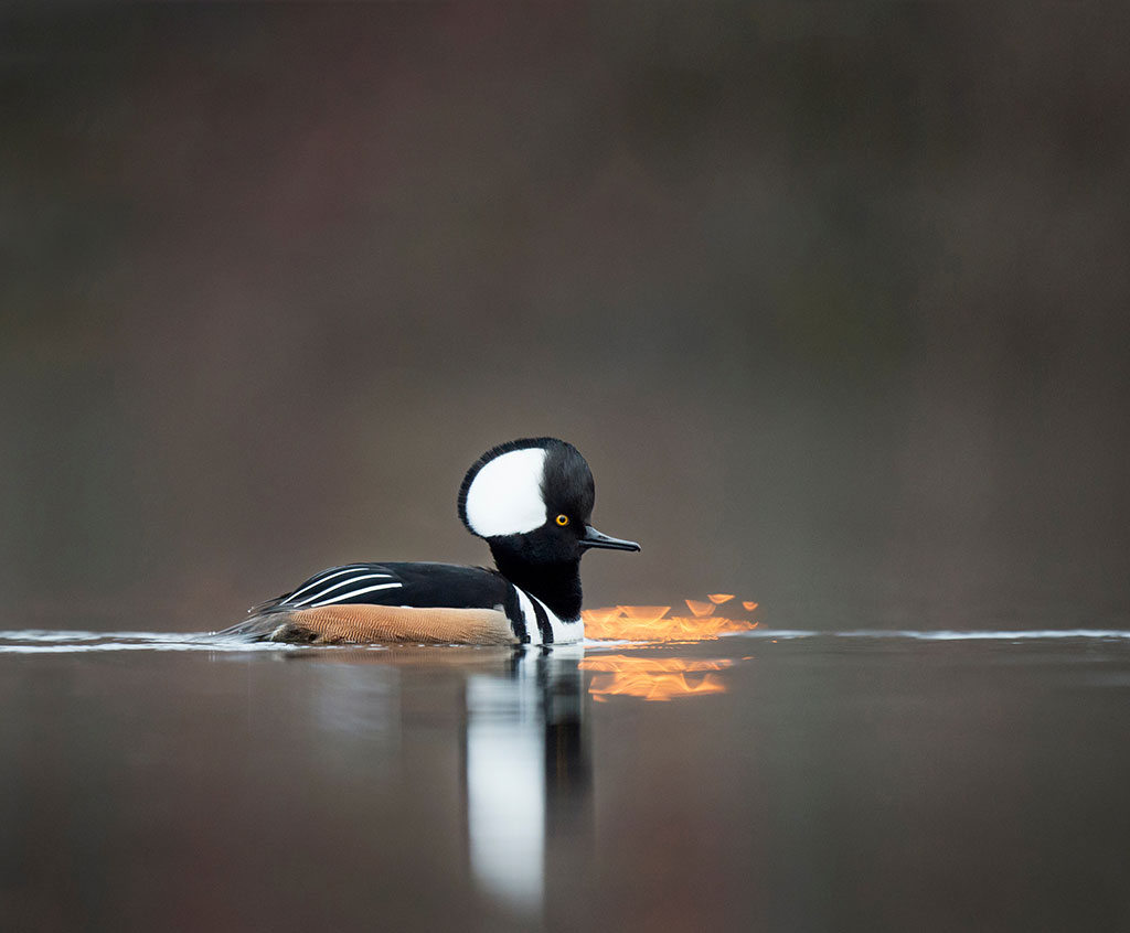 See the harbingers of spring