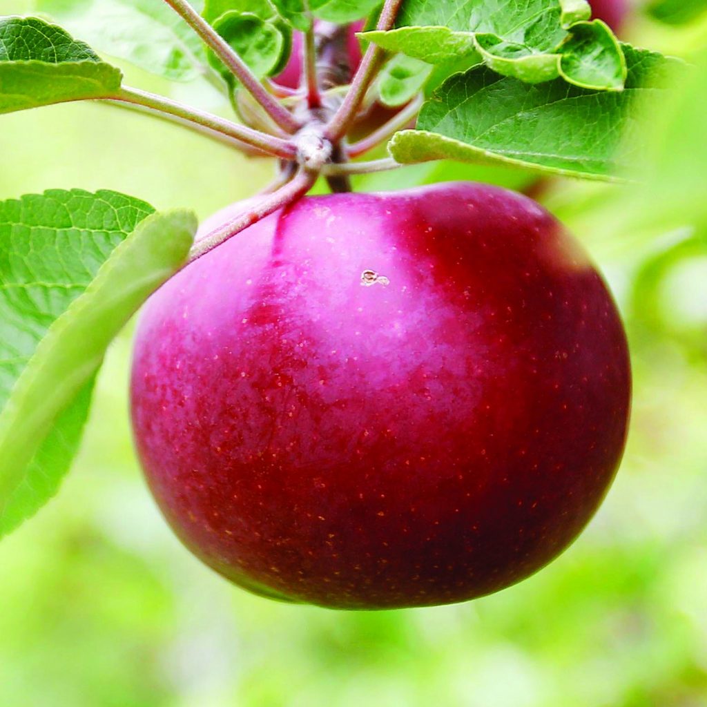 A is for Apple