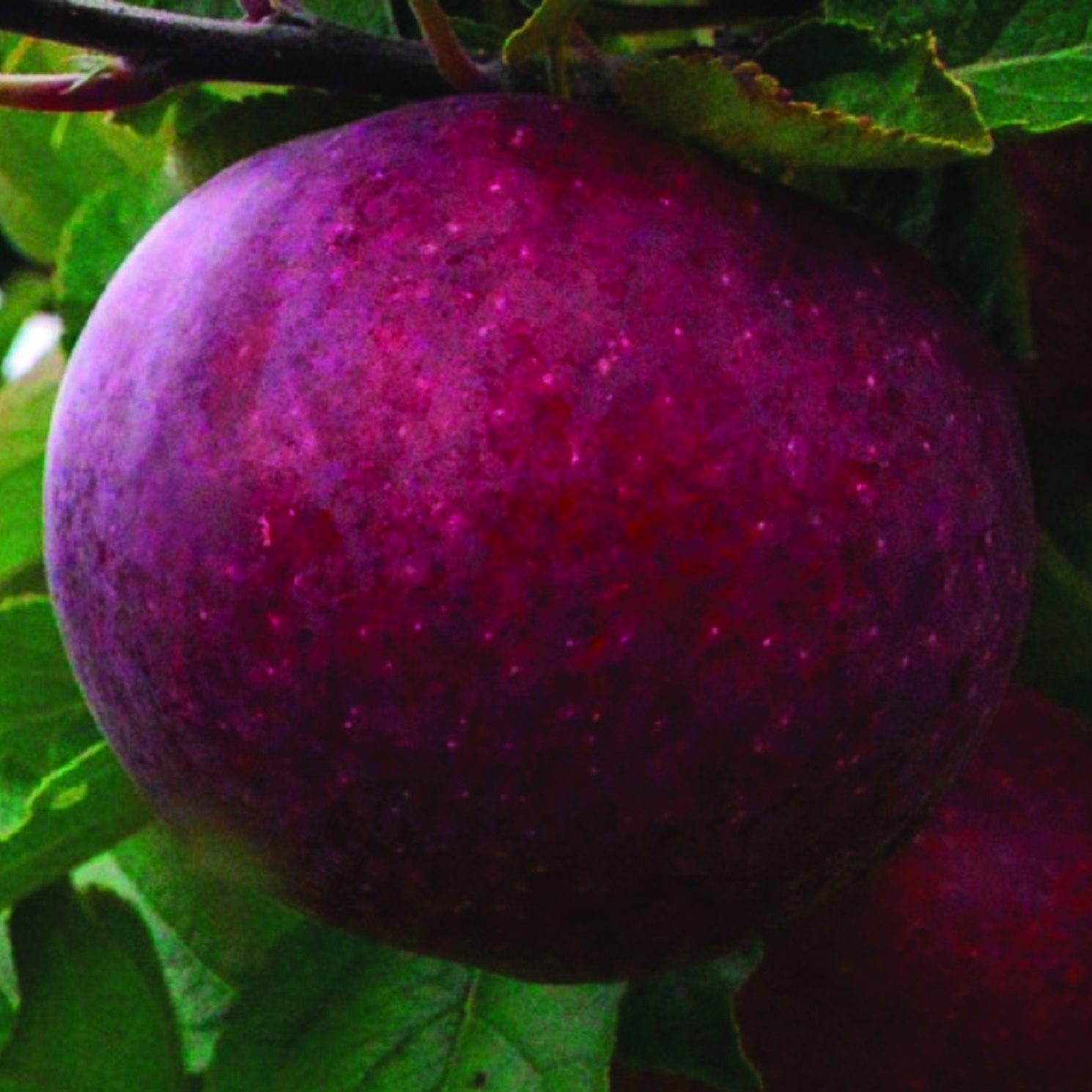 A is for Apple