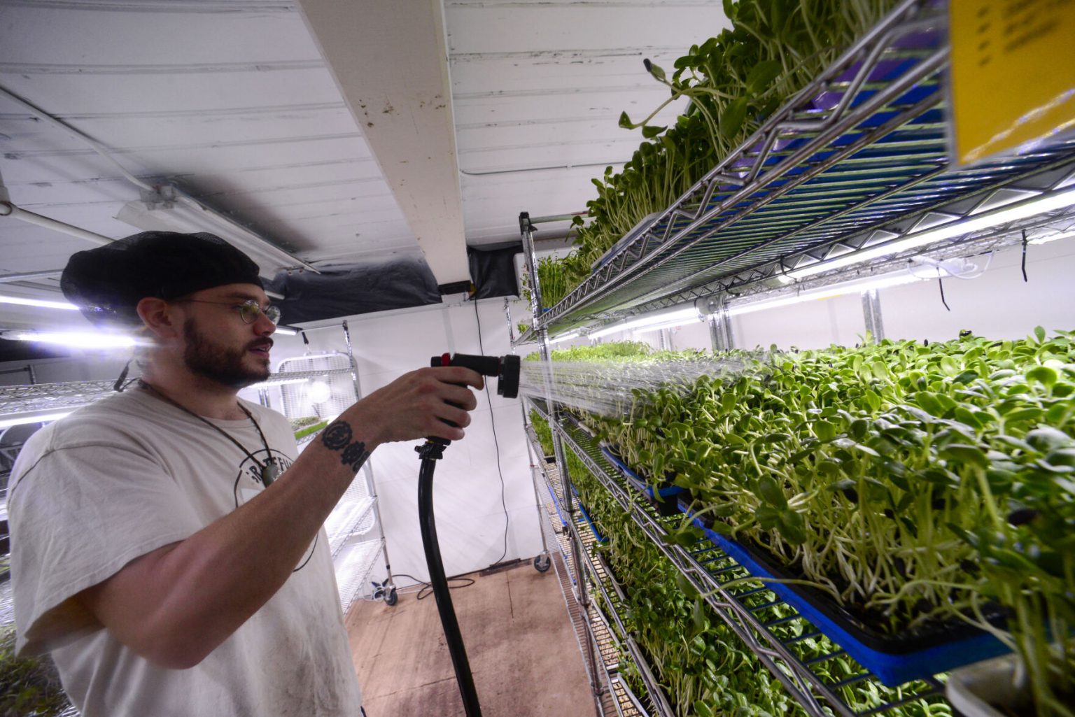 Microgreens anytime of the year from Brattleboro's Grateful Greens ...