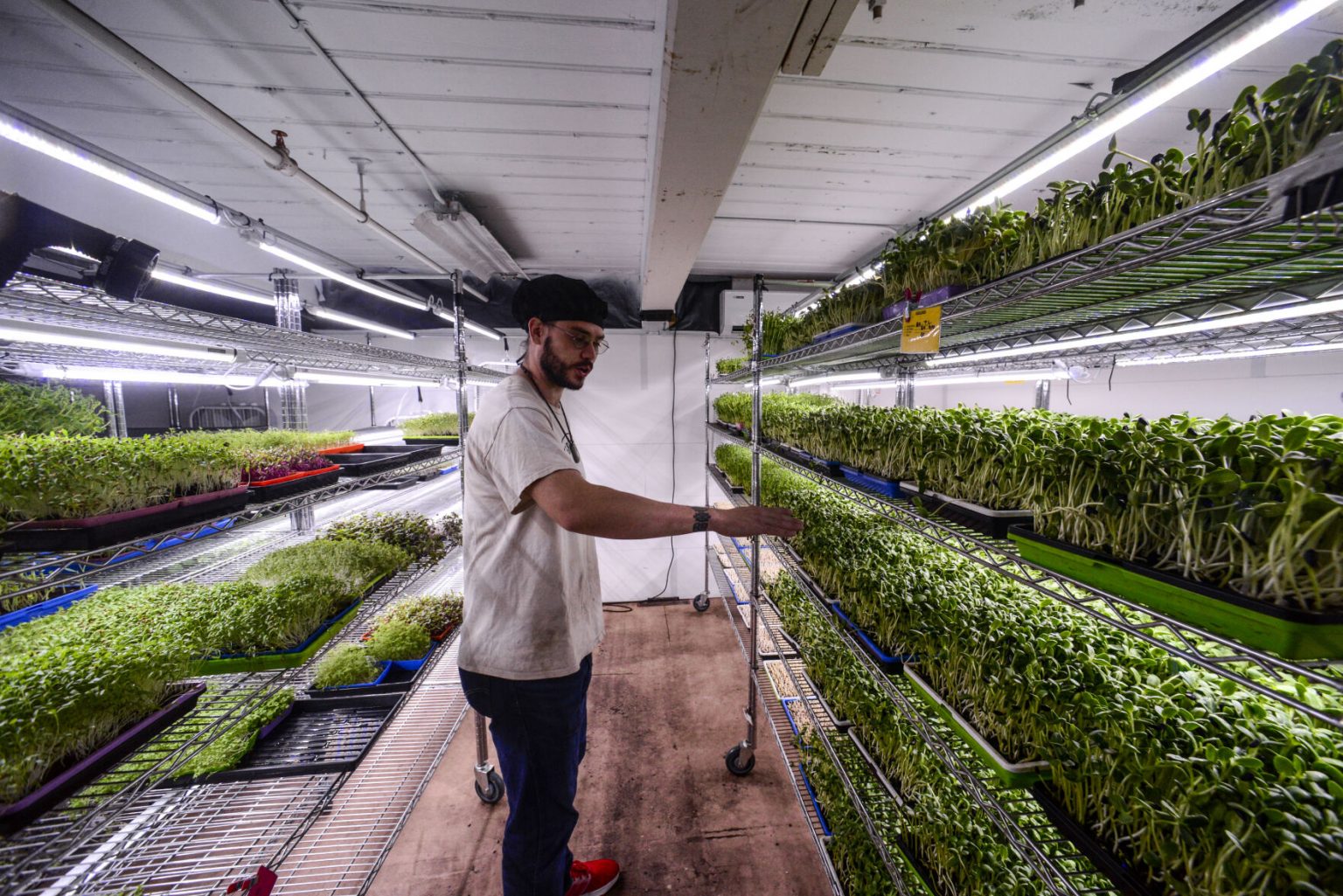 Microgreens anytime of the year from Brattleboro's Grateful Greens ...