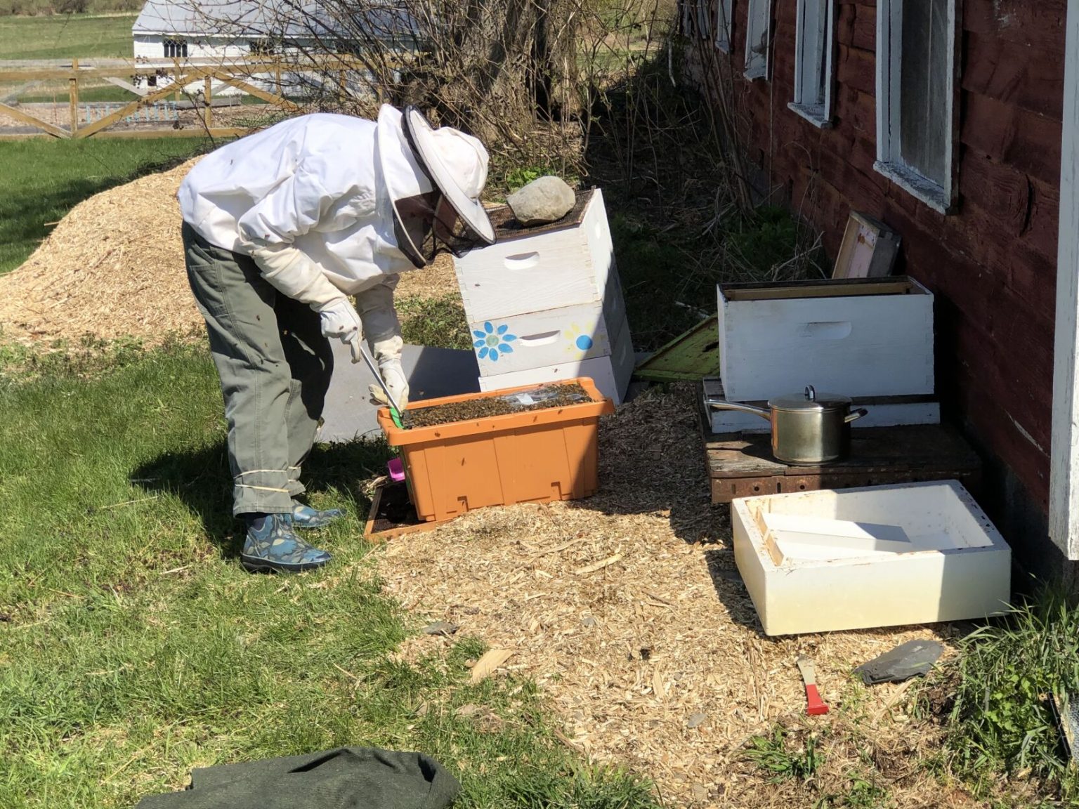 Local bees find sweet spots: meet your local beekeepers