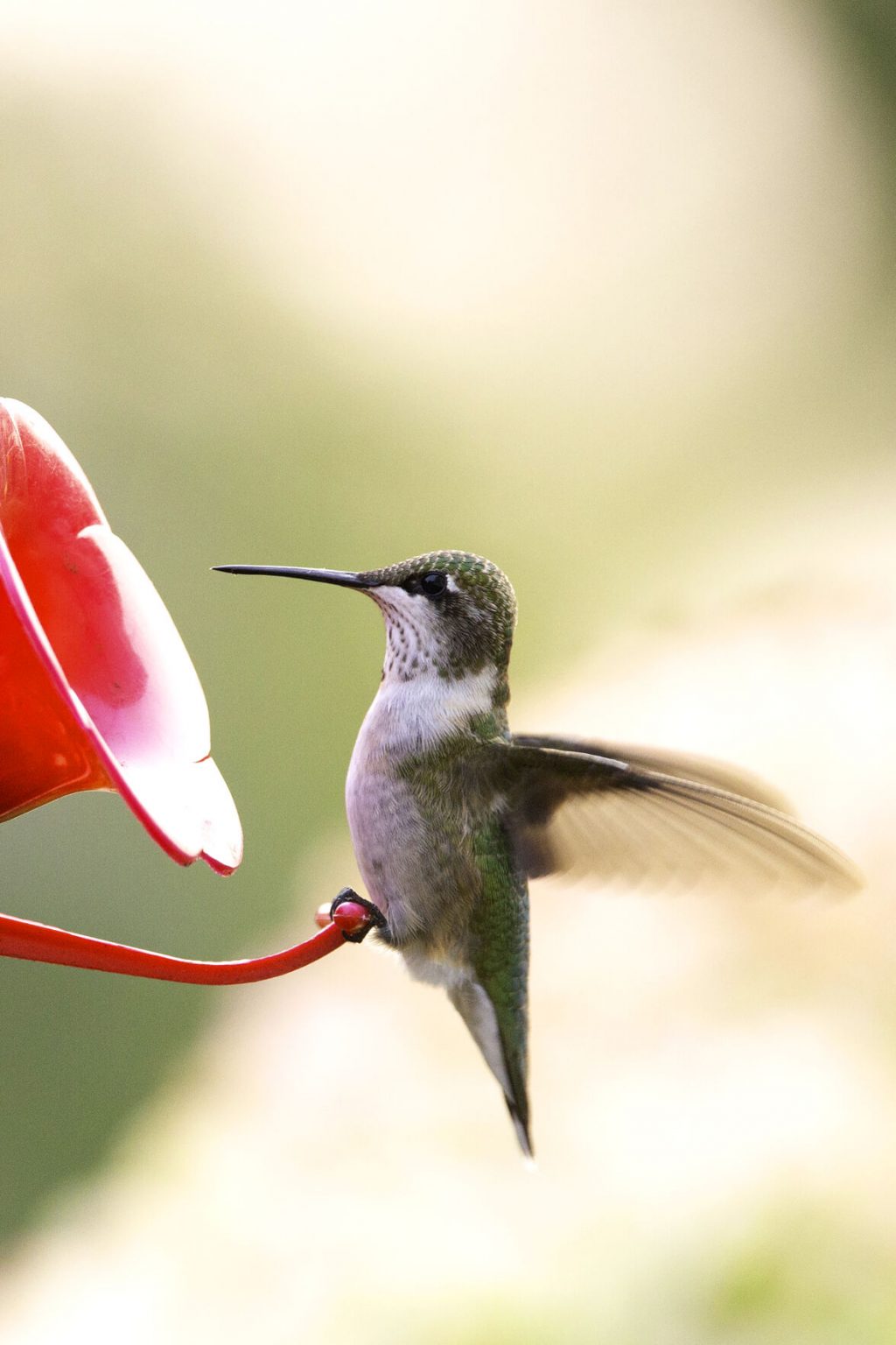 Ride a Warbler wave: Follow Vermont's birds on their ambitious journeys
