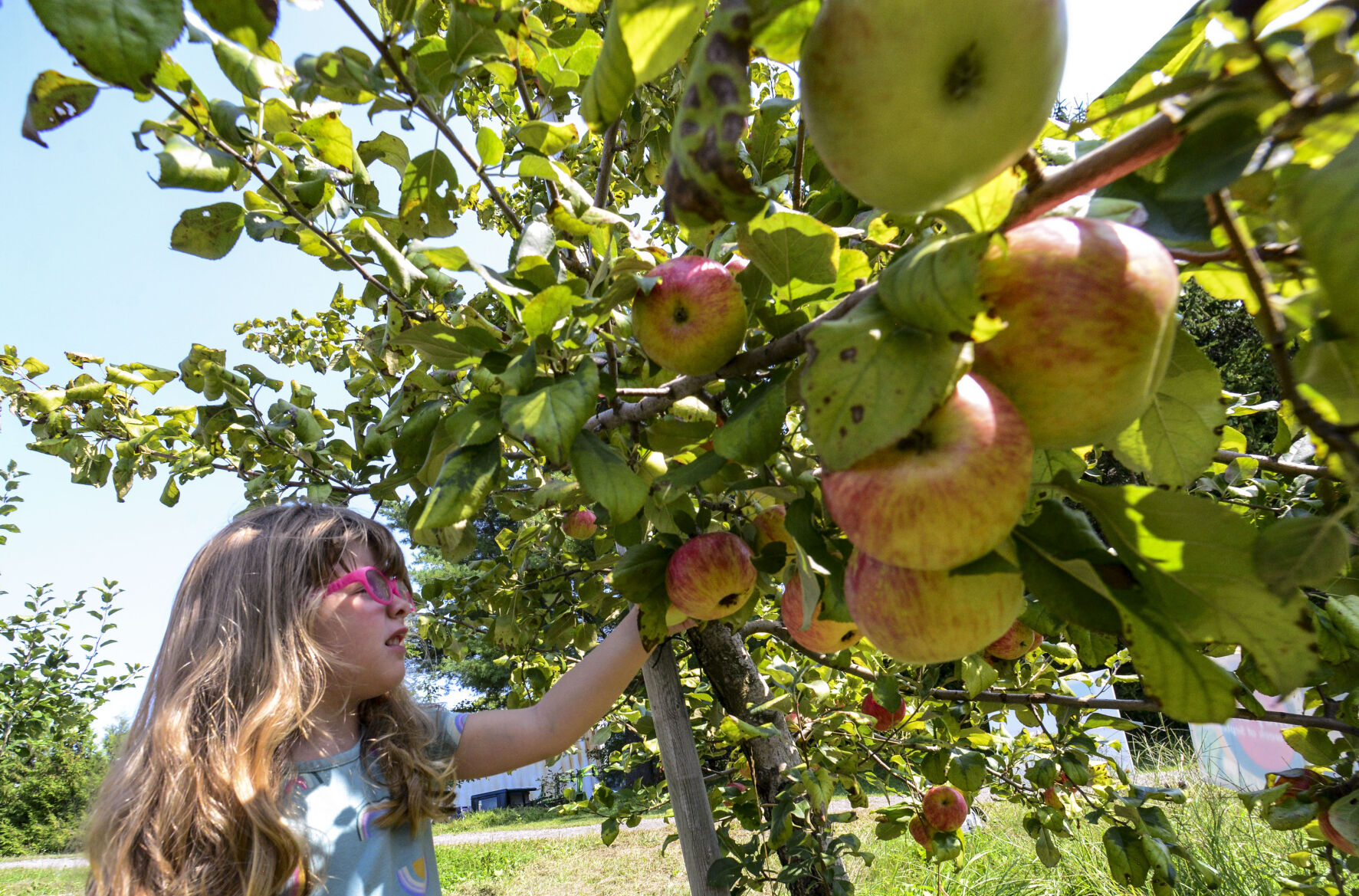 If you grow it, they will come: Some options for pick-your-own berries ...