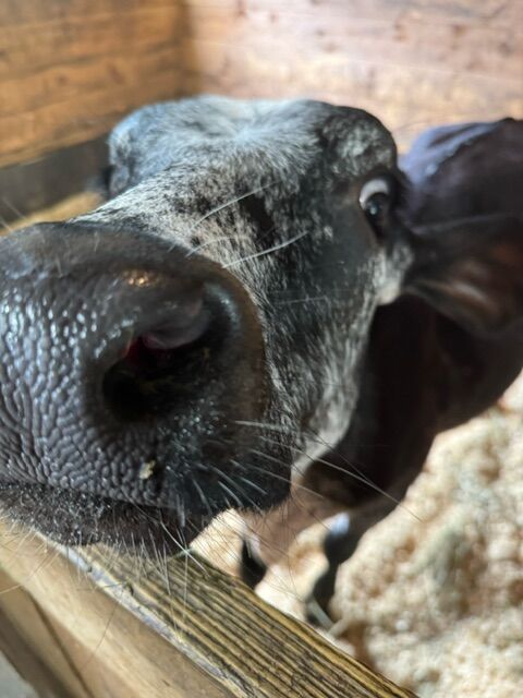 Granite Oak Farm offers cow cuddling to help melt away your stress