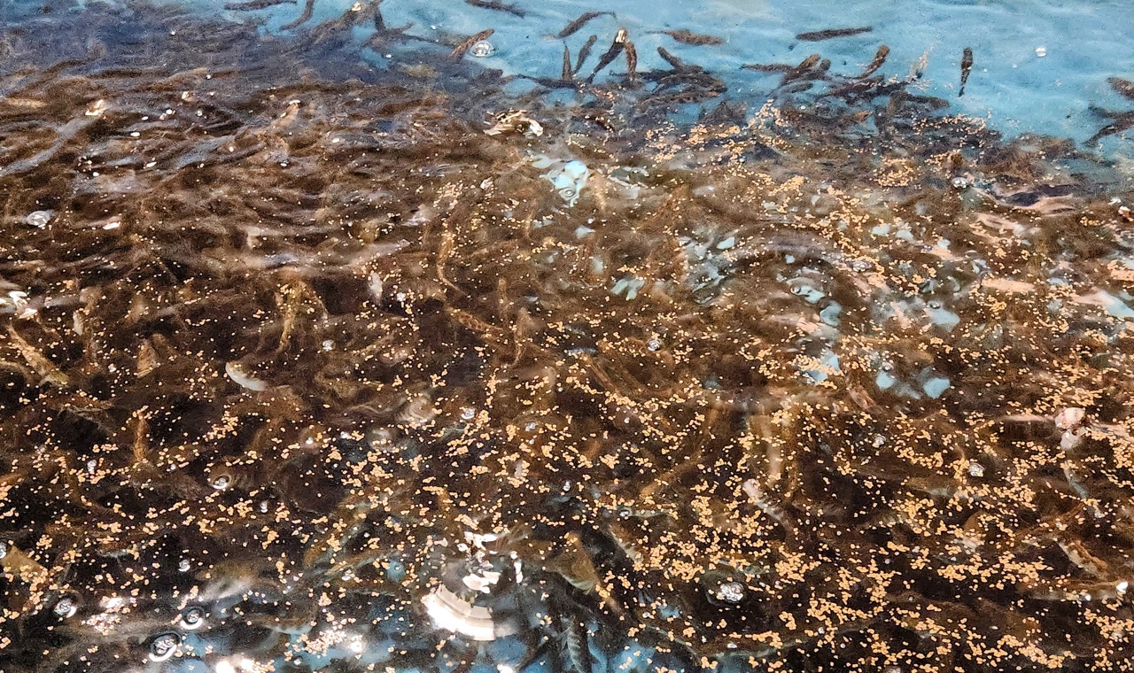 Water you wading for? It’s stocking season.